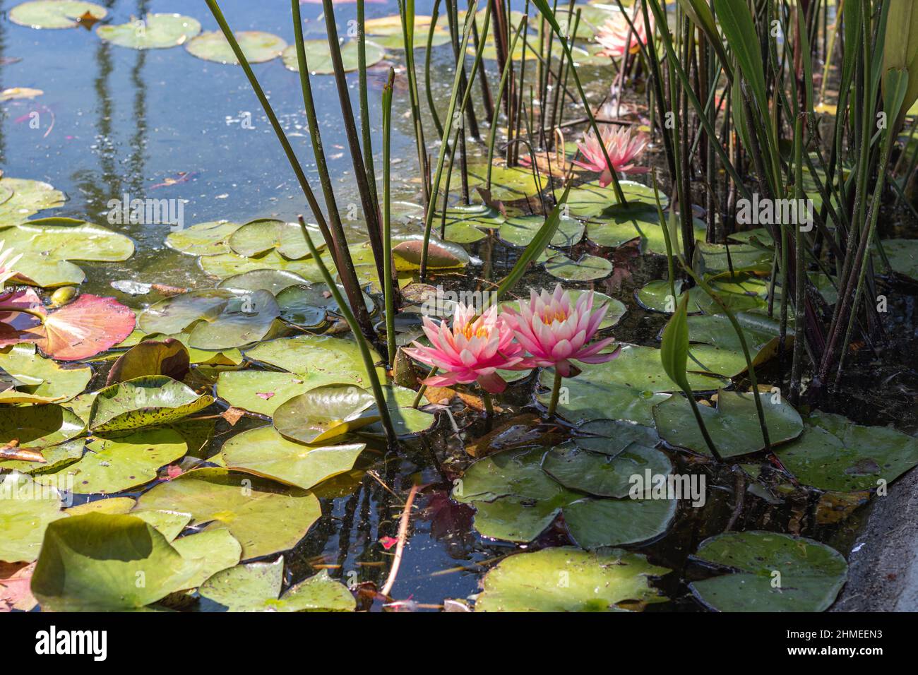 Lotuses on surface lake hi-res stock photography and images - Alamy