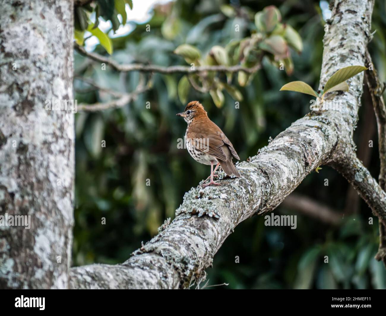 A Wood Thrush (Hylocichla mustelina) perches on a avocado tree branch ...