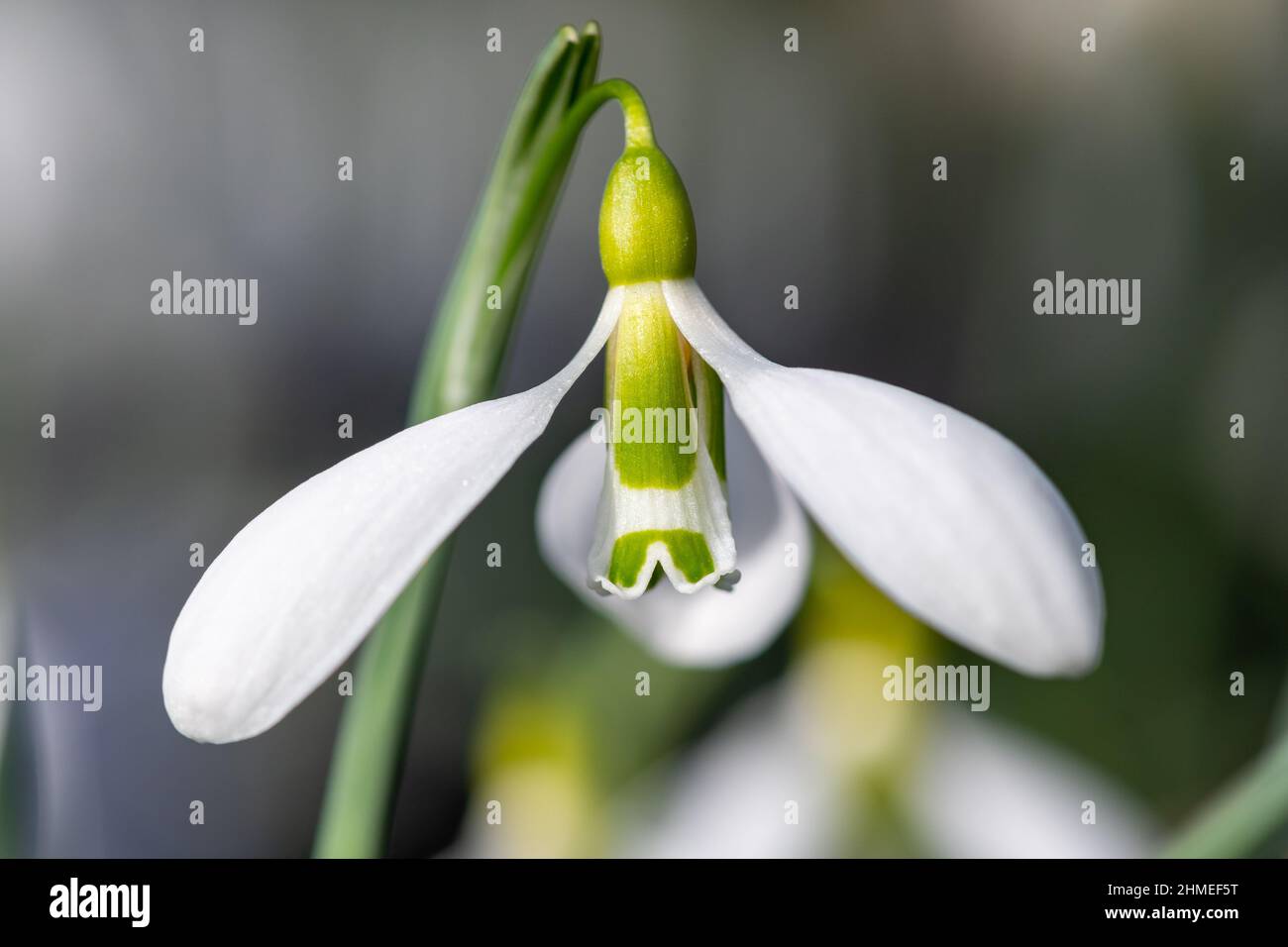 Macro shot of a galanthus gracilis snowdrop in bloom Stock Photo - Alamy