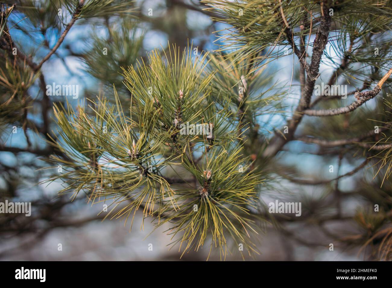 Closeup shot of a shortleaf pine on the blurry background Stock Photo ...