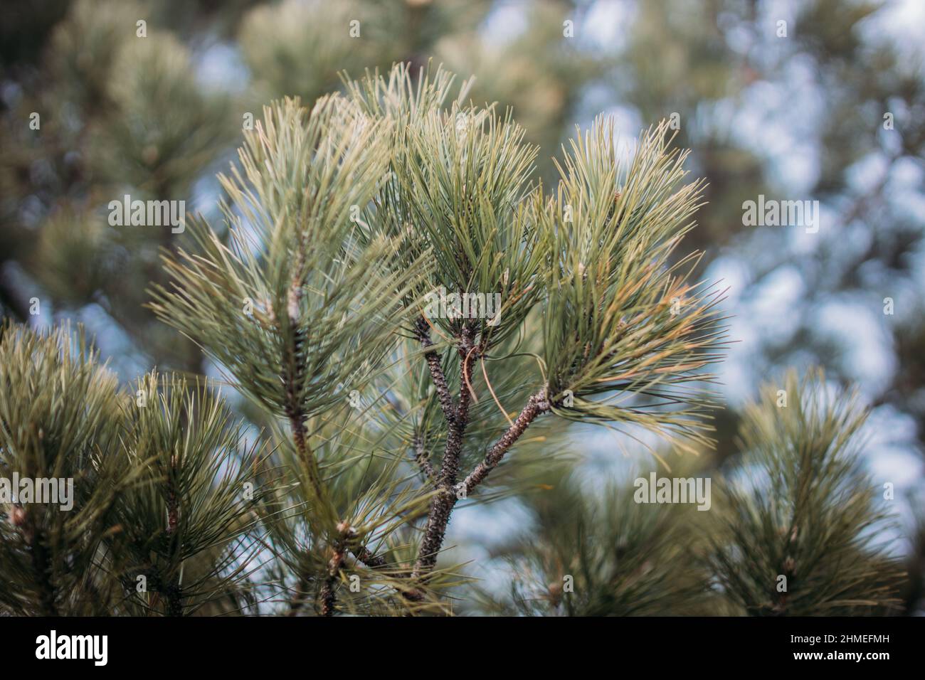 Closeup shot of a shortleaf pine on the blurry background Stock Photo ...