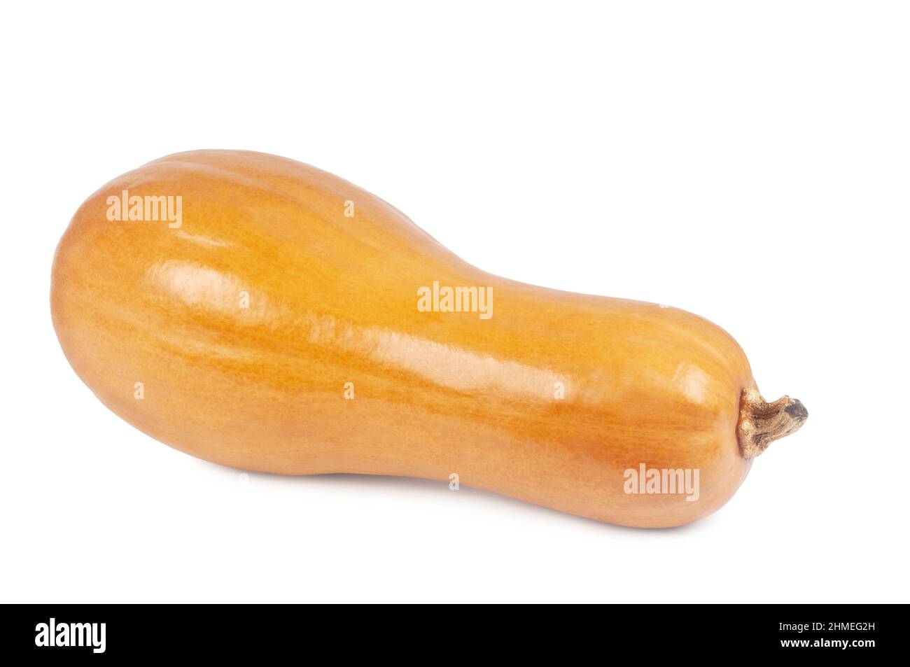 butternut pumpkin isolated on white background Stock Photo - Alamy
