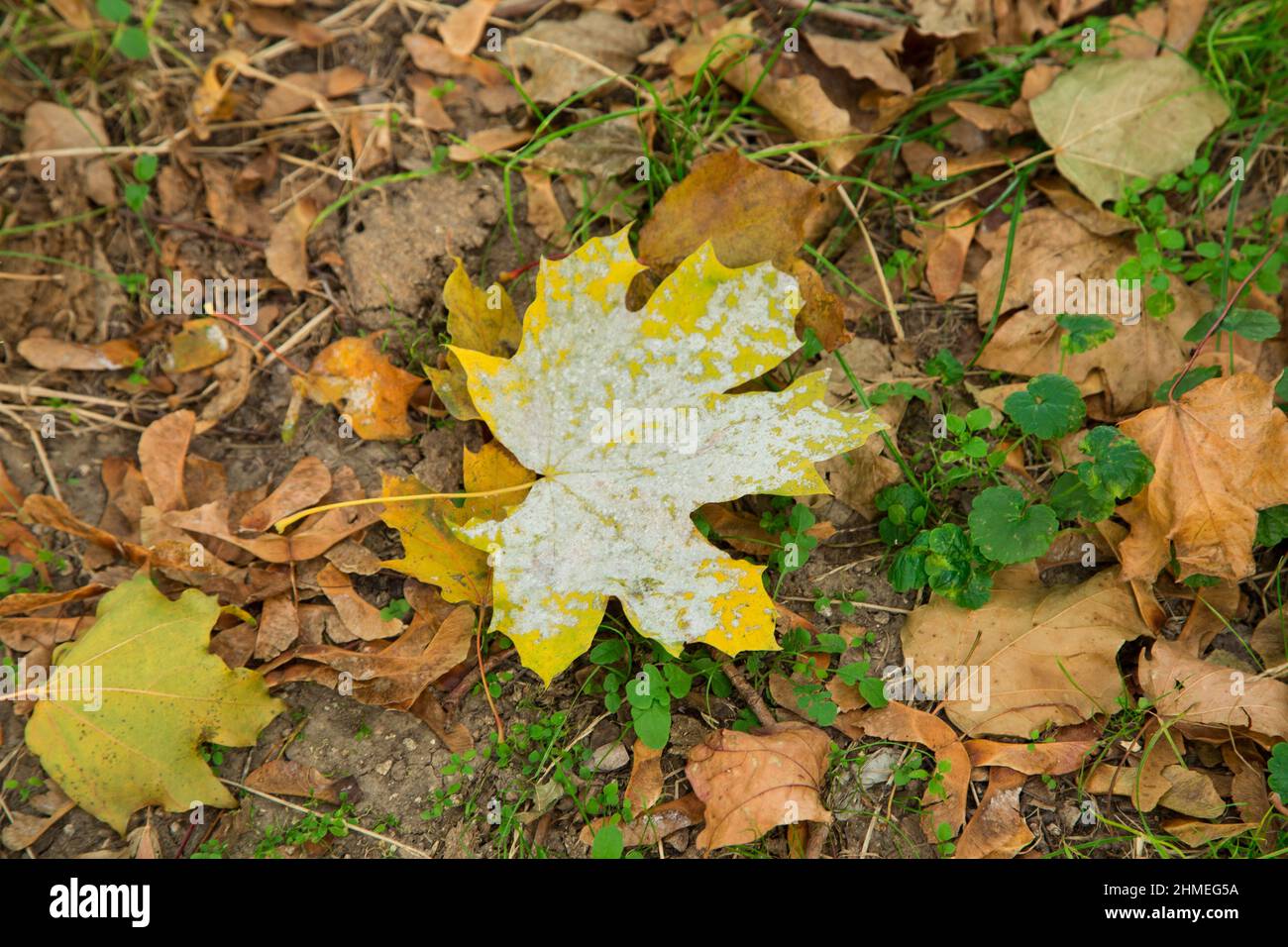 Close up of leaves of plane tree and ground Stock Photo - Alamy