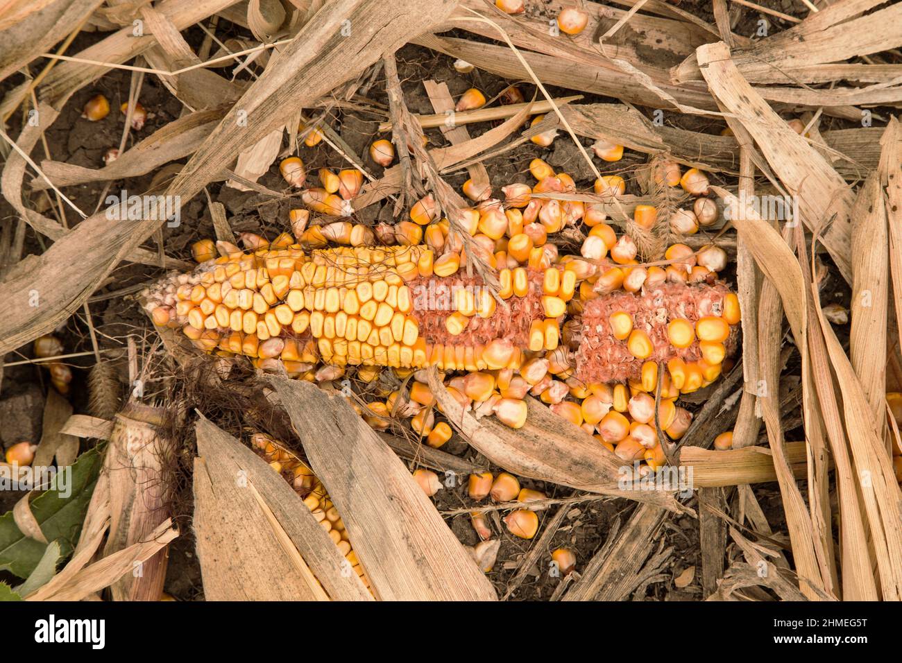 Mature ear of corn lying on the ground Stock Photo - Alamy