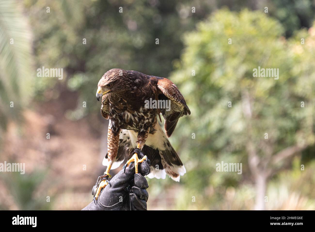 Domestic harris hawk hi-res stock photography and images - Alamy