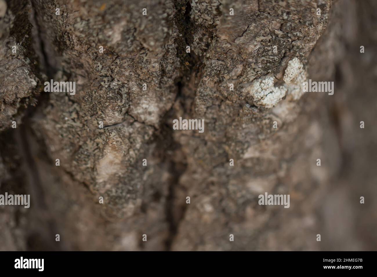Bark in the winter hi-res stock photography and images - Alamy