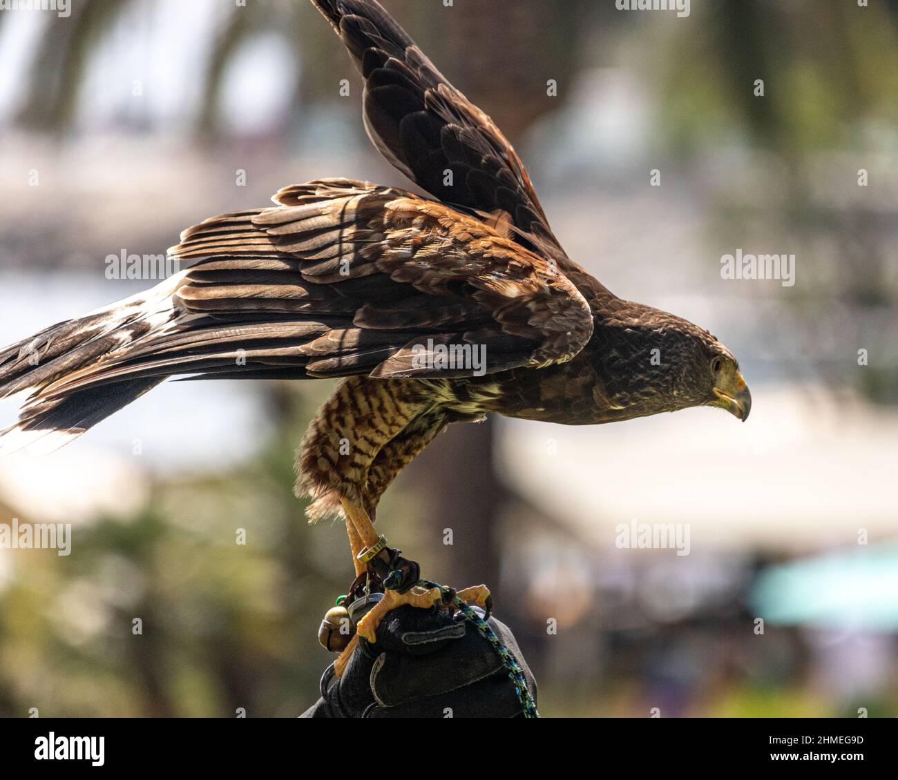 Harris hawk, eagle close-up brown eyes, yellow beak, speckled feathers ...