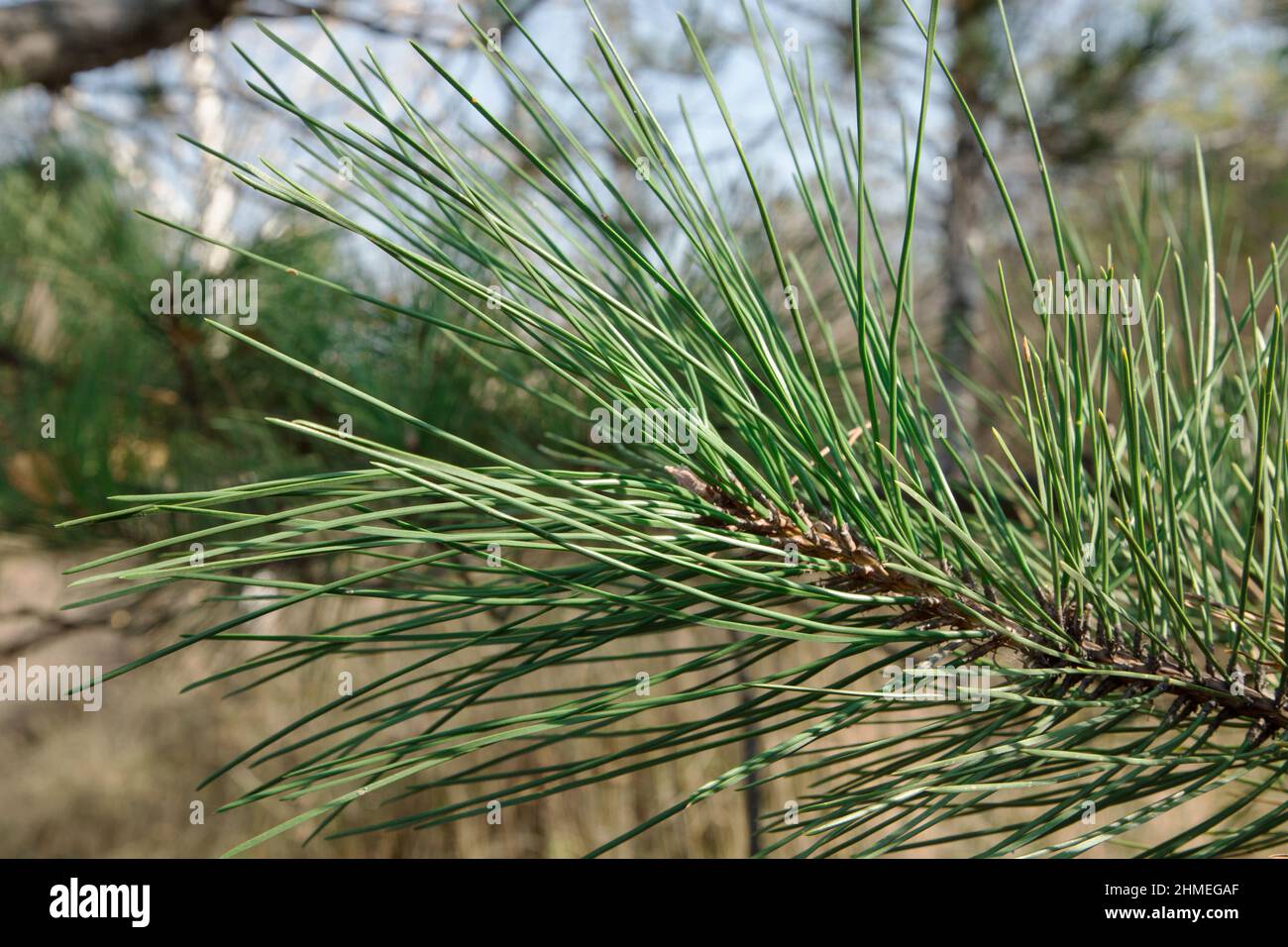 Brightly green prickly branches of a pine tree Stock Photo - Alamy