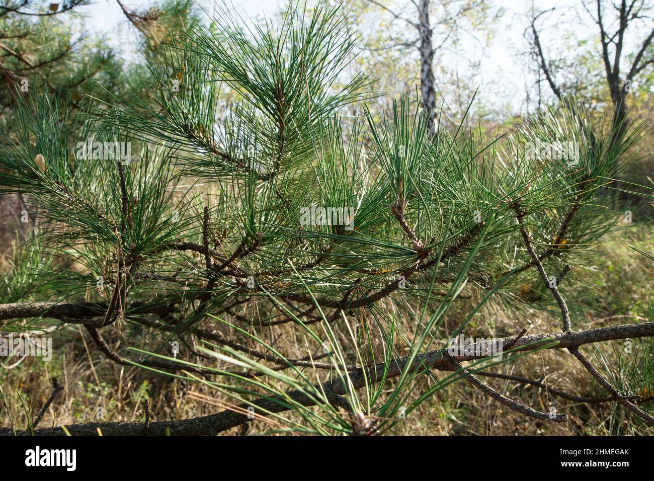 Brightly green prickly branches of a pine tree Stock Photo - Alamy