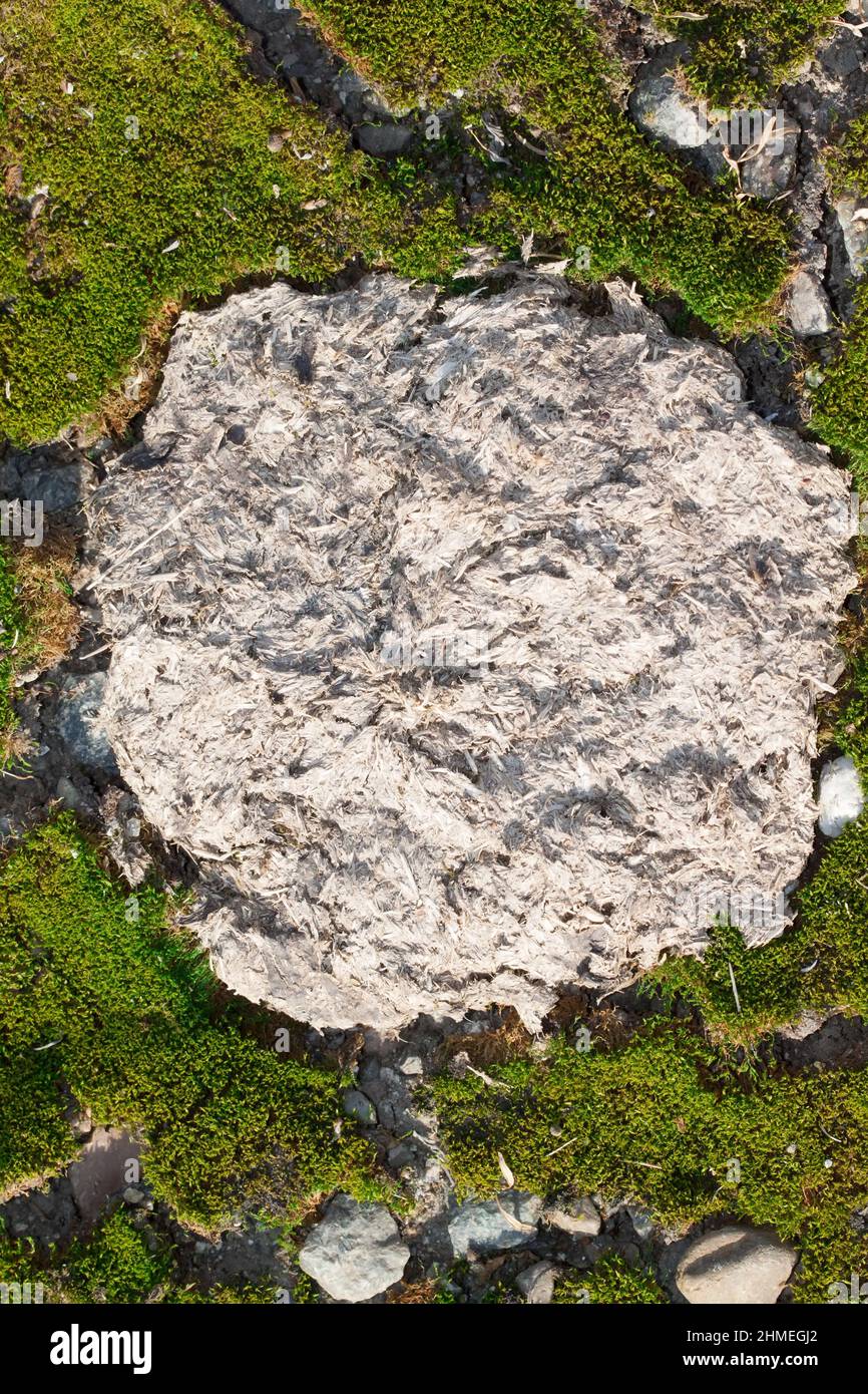 Close up view of dry cow dung on among green moss Stock Photo - Alamy