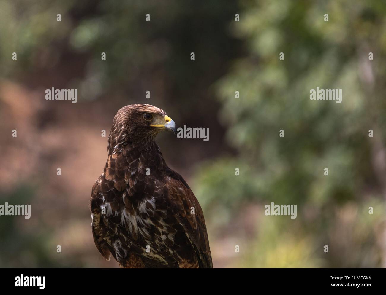 Harris hawk, eagle close-up brown eyes, yellow beak, speckled feathers ...