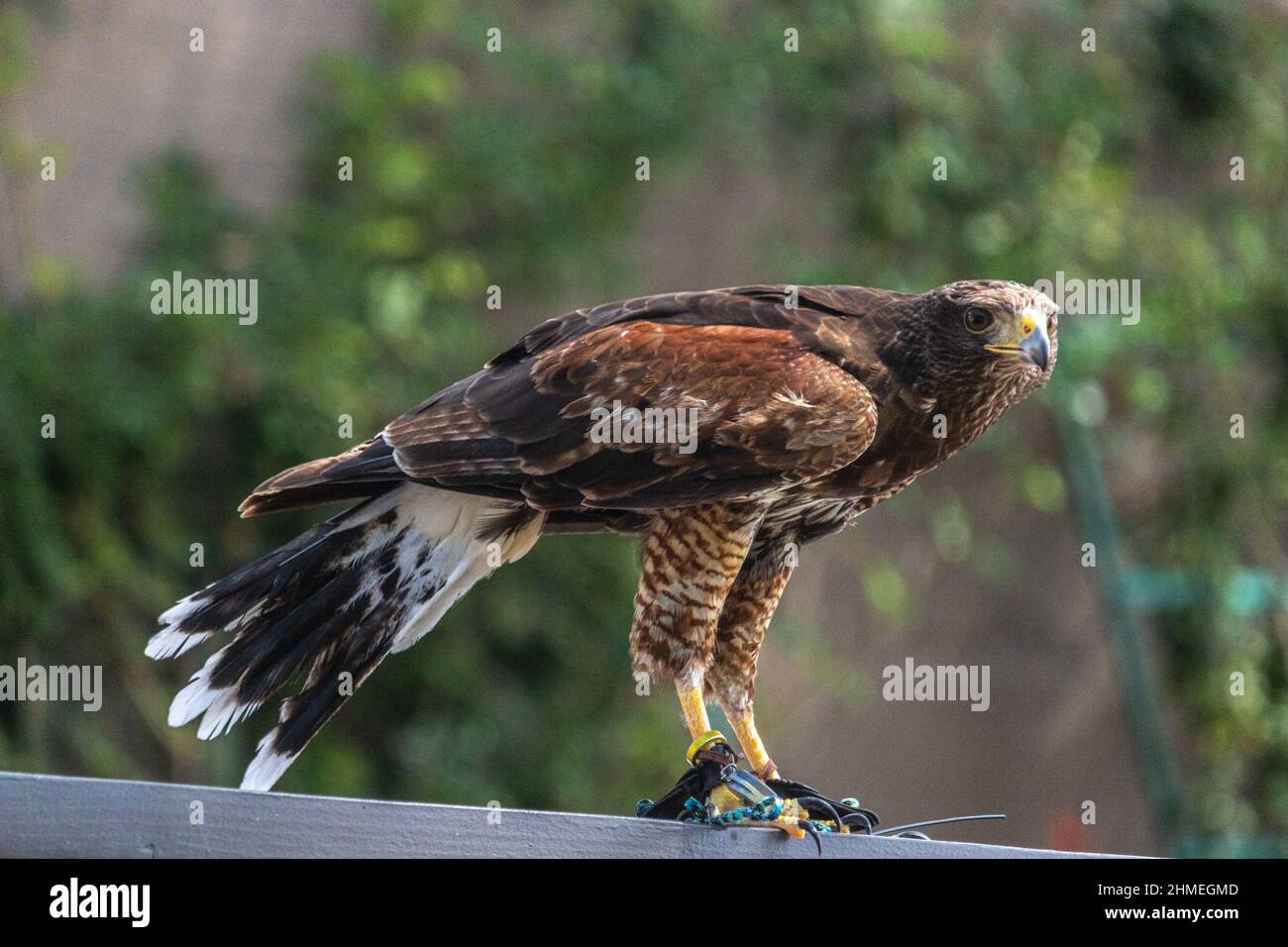 Harris hawk, eagle close-up brown eyes, yellow beak, speckled feathers ...