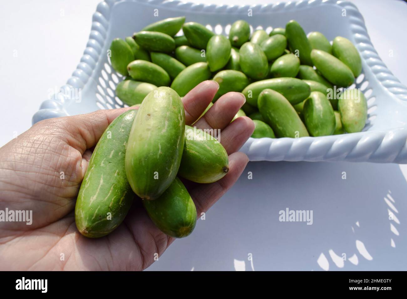 Female holding Ivy gourd or scarlet gourds known as Tindora or Ghola ...