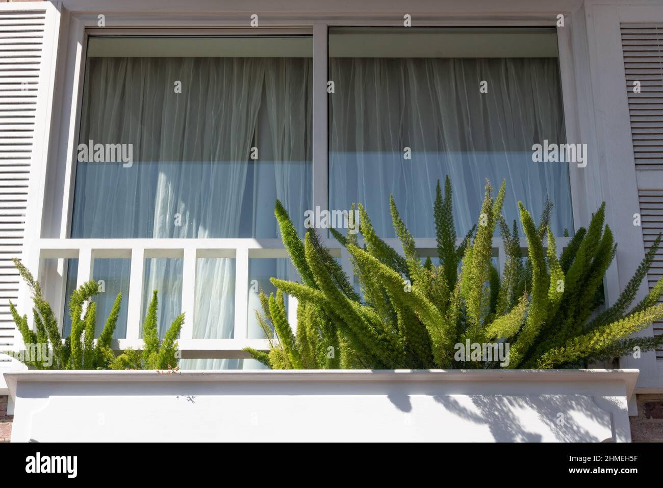 Exterior sunny white shuttered window with green ferns in window box ...