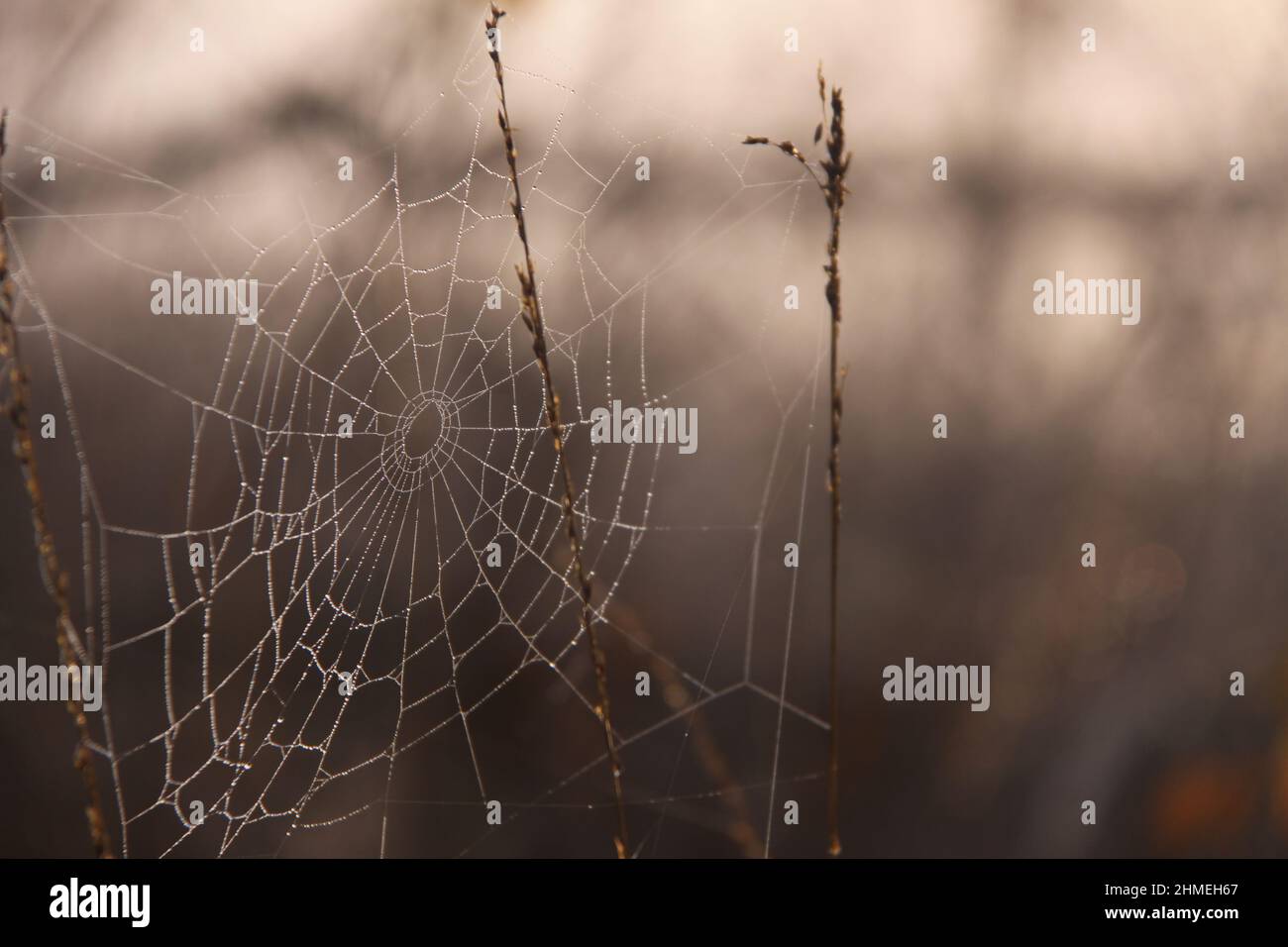 Spider web of wires hi-res stock photography and images - Alamy