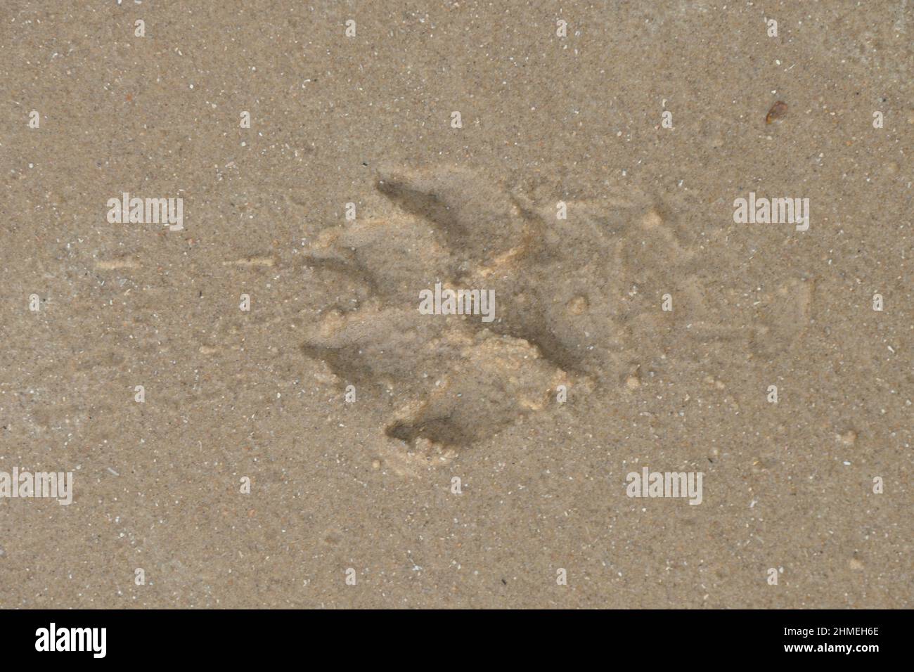 A print of a dog’s paw in the yellow sand beach. Seen up close Stock Photo - Alamy