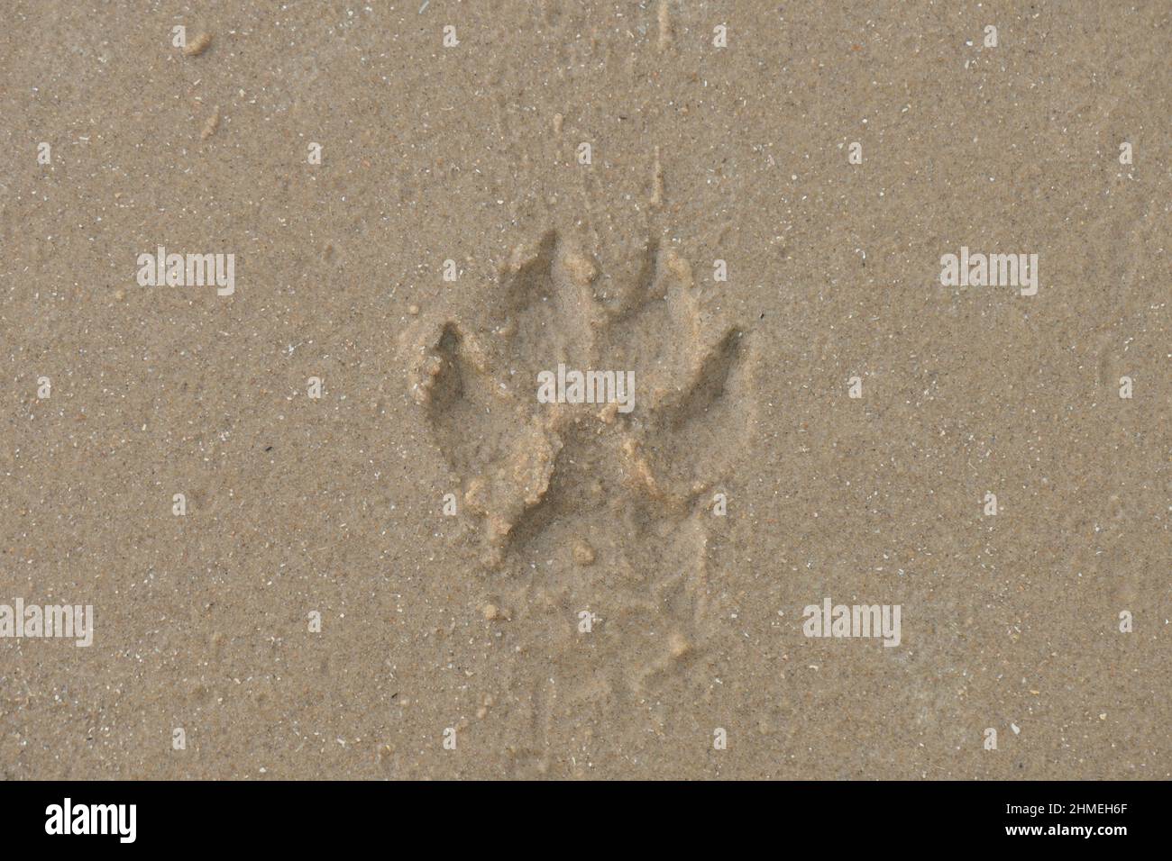 A print of a dog’s paw in the yellow sand beach. Seen up close Stock Photo - Alamy