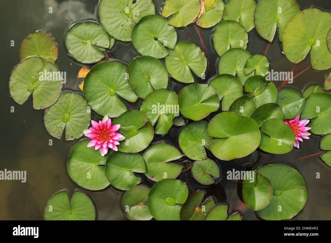 Perrys pink hi-res stock photography and images - Alamy