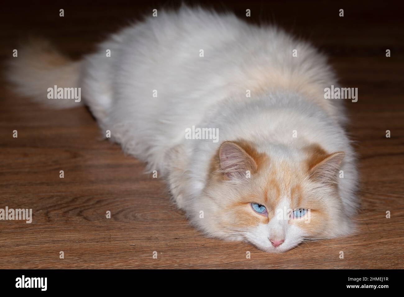 White fluffy pensive cat. The cat is lying on the floor. Pets concept ...