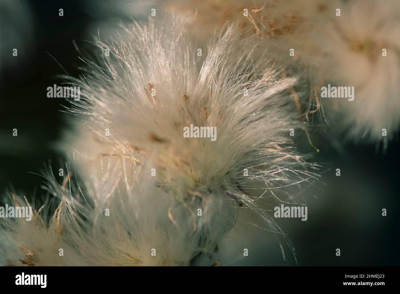 Fluffy plants hi-res stock photography and images - Alamy