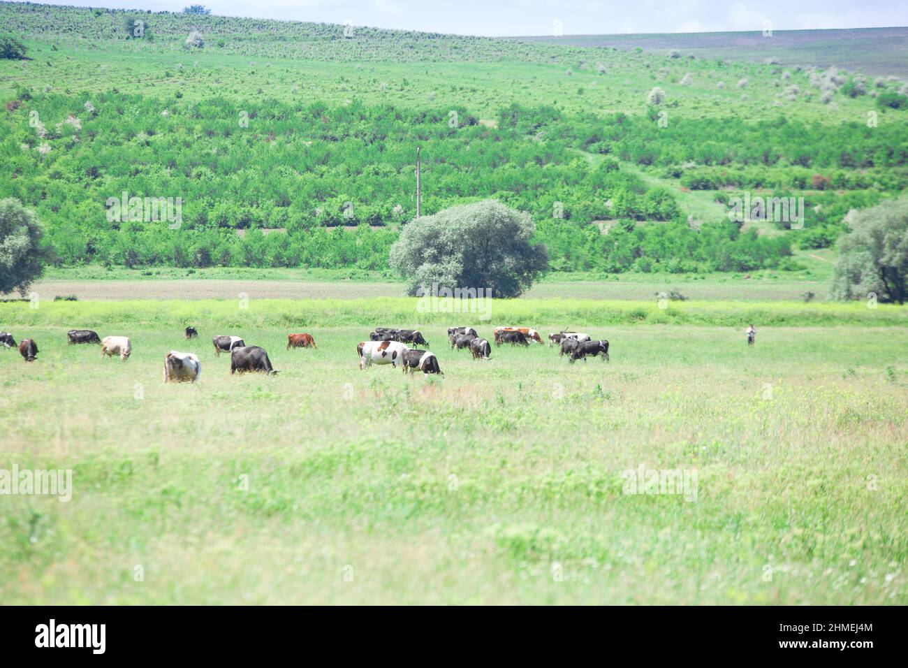 Flock of cows hi-res stock photography and images - Alamy