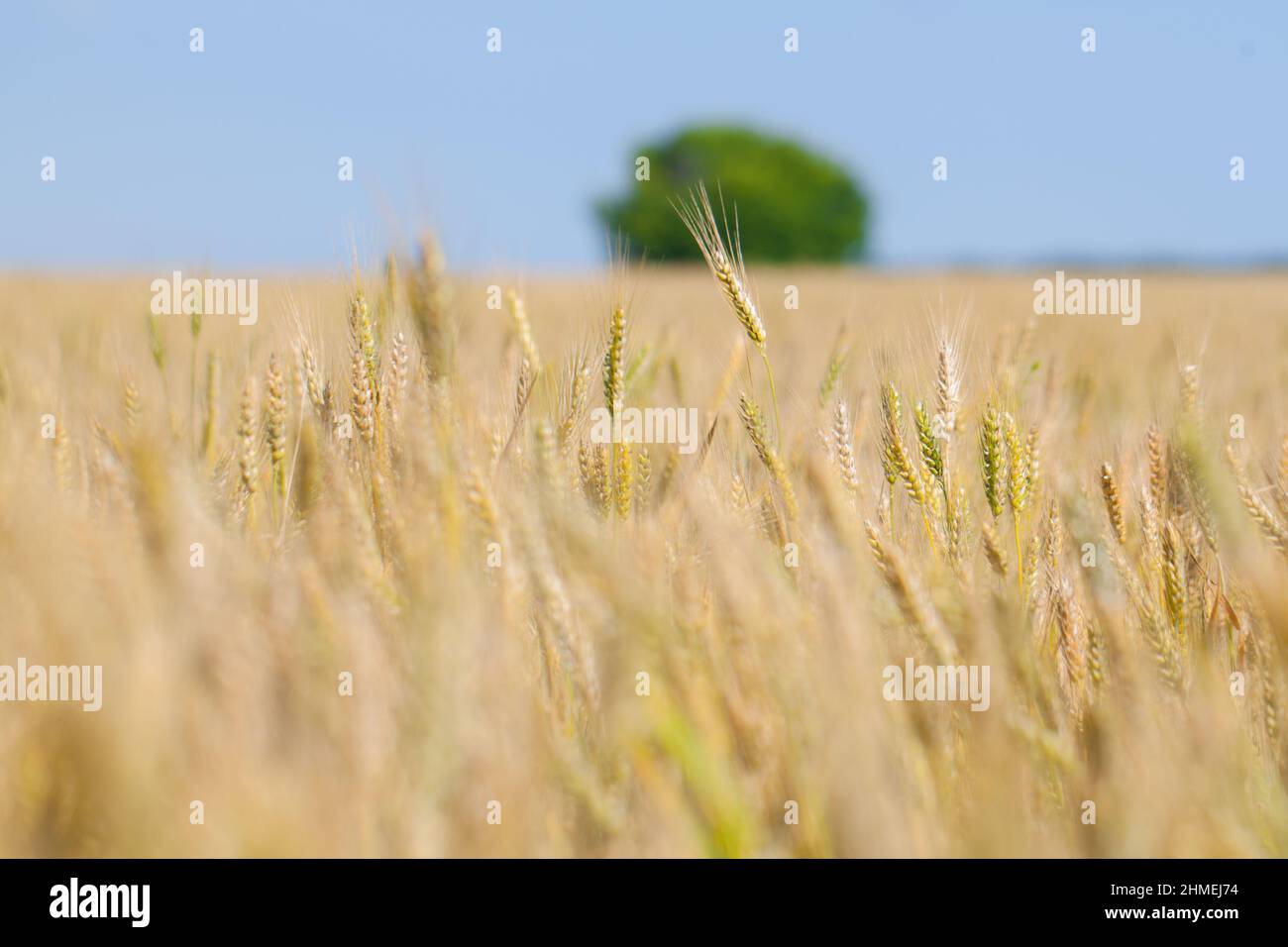 Yellow grain ready for harvest growing in a farm field Stock Photo - Alamy