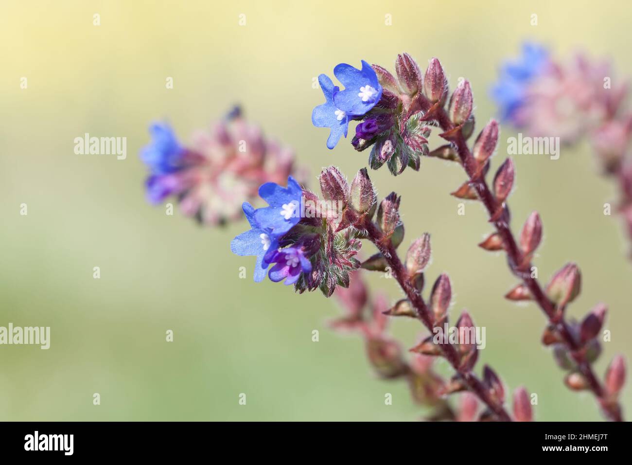 Close up of blue flowers in garden. Whole background Stock Photo - Alamy
