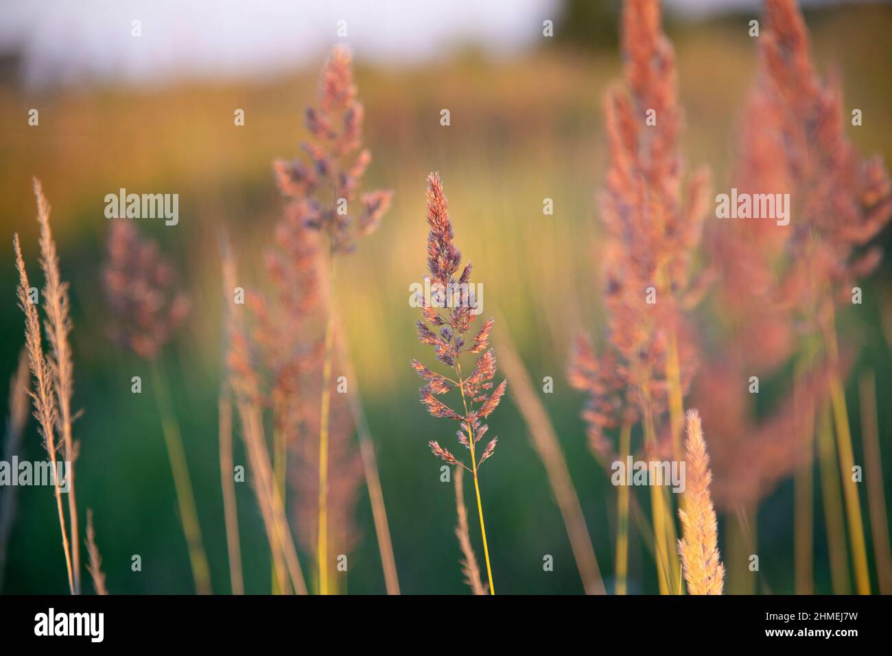 View of the wild grass in the field at golden hour. Close-up. Natural ...