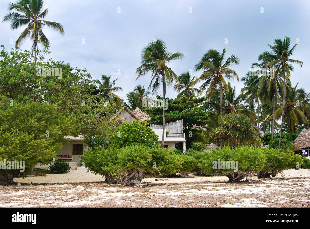 Coastline on Zanzibar. Coastal rocks and palm trees on the beach Stock ...