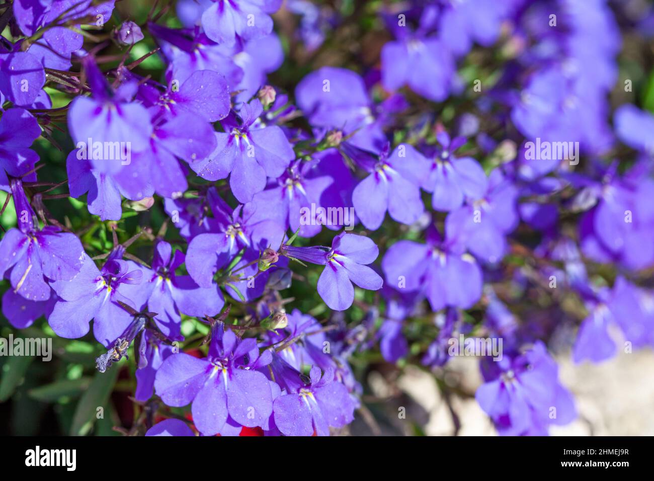 Close up of blue flowers in garden. Whole background Stock Photo - Alamy