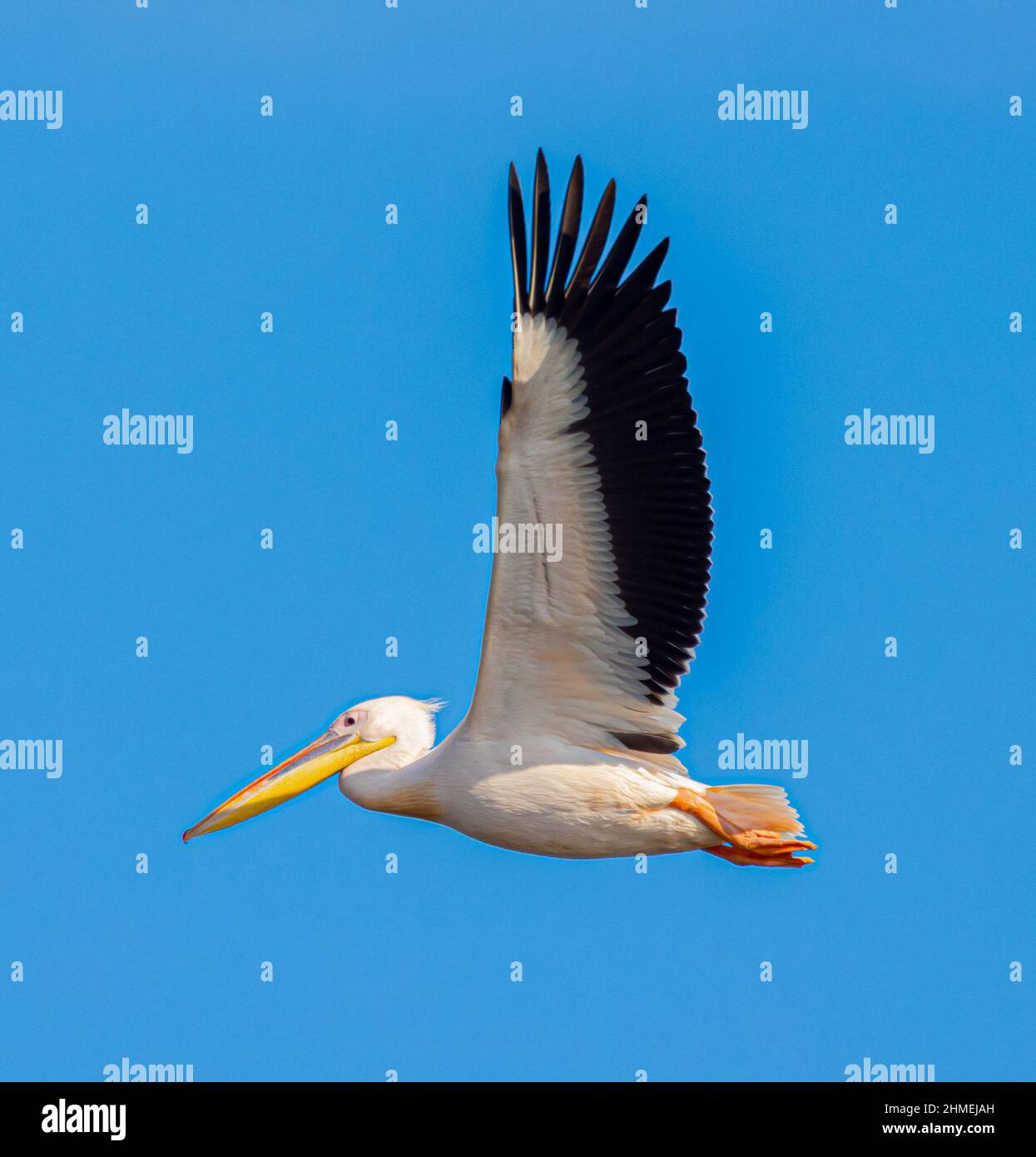 Flying great white pelican hi-res stock photography and images - Alamy
