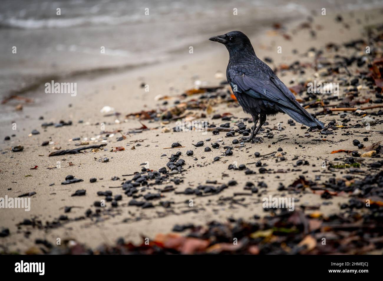 Crow on the beach. Carrion crow walking on sands. Corvus corone ...