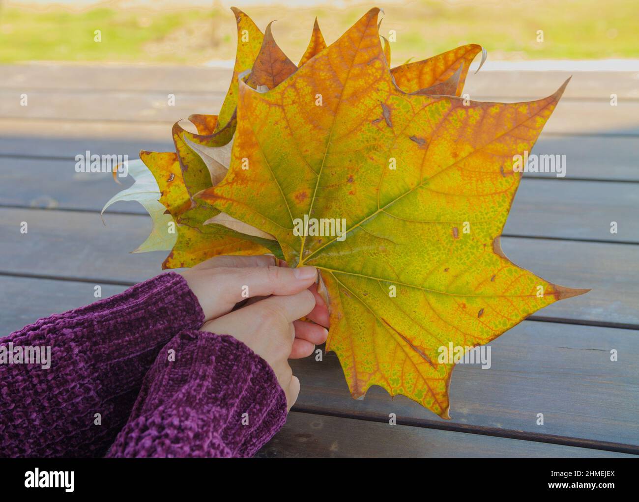 Maple bouquet hi-res stock photography and images - Alamy