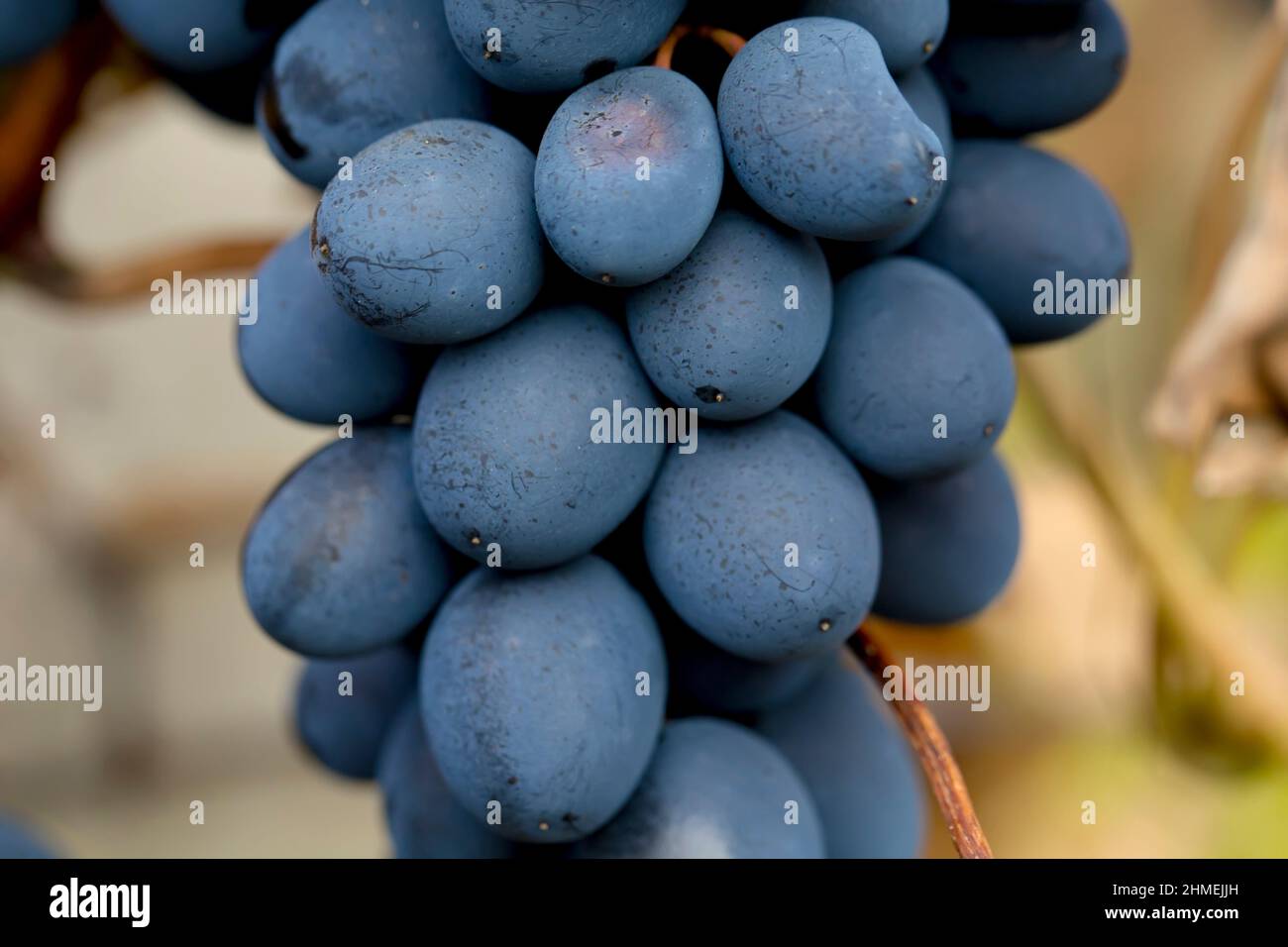 Vineyards in autumn harvest. Ripe grapes in fall Stock Photo - Alamy