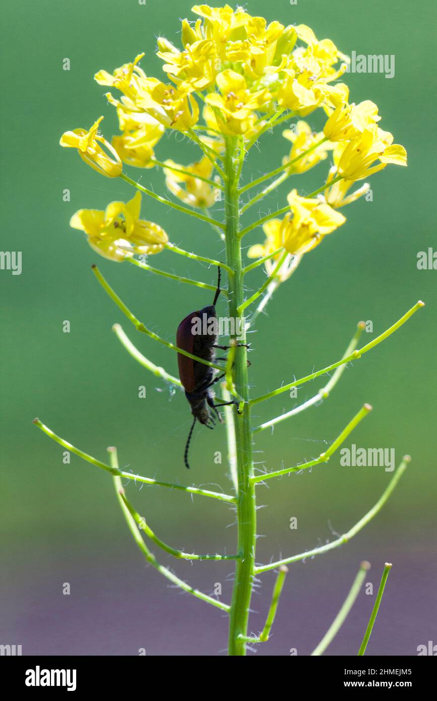 Spring background with beautiful yellow flowers with insects Stock ...