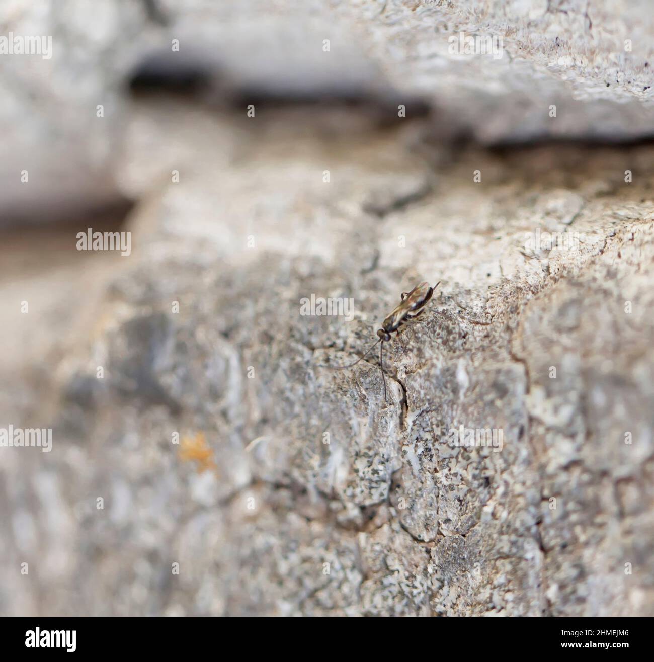 Background of gray rock stone with insect. Whole background Stock Photo ...