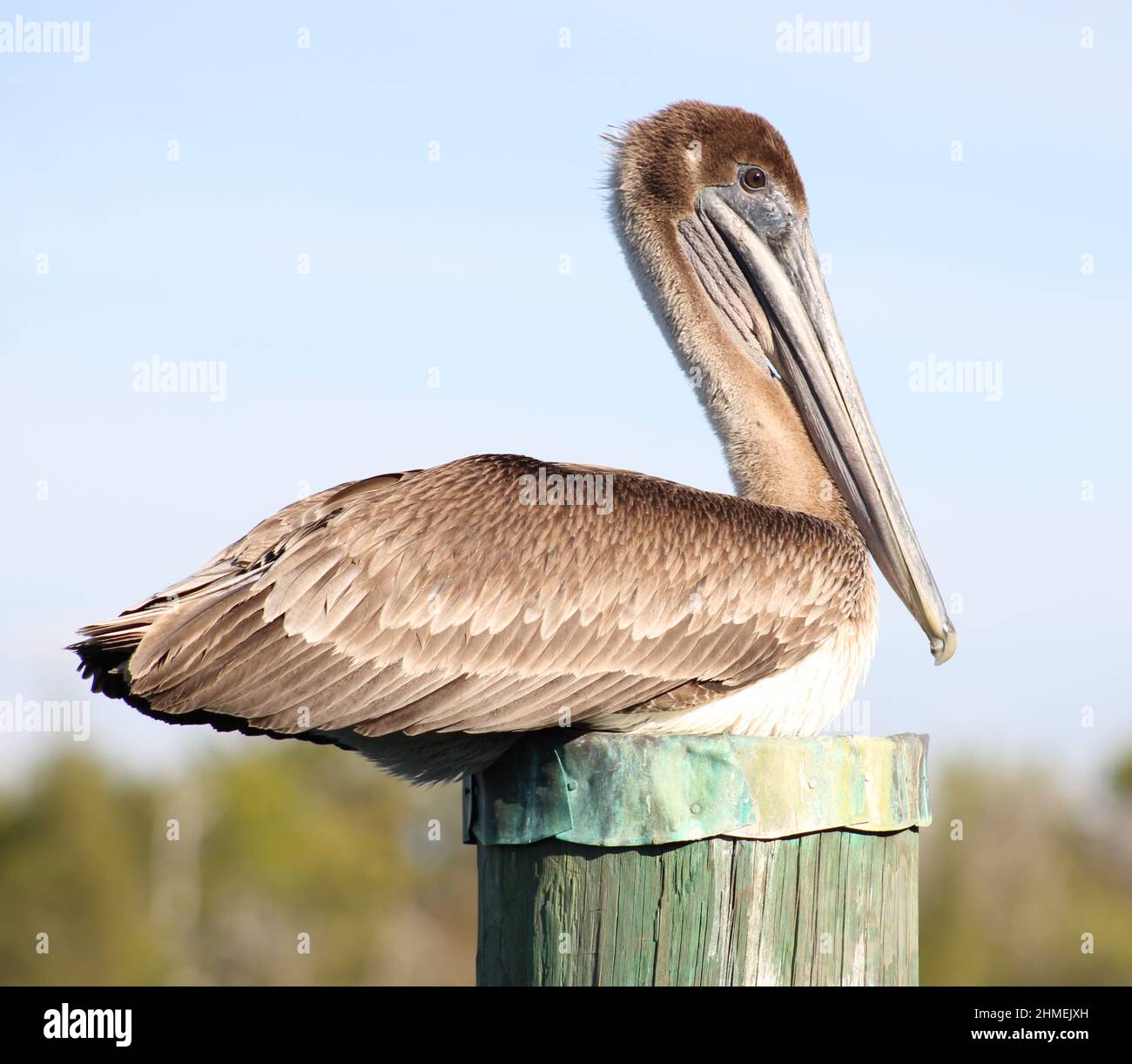Coastal birding hi-res stock photography and images - Alamy