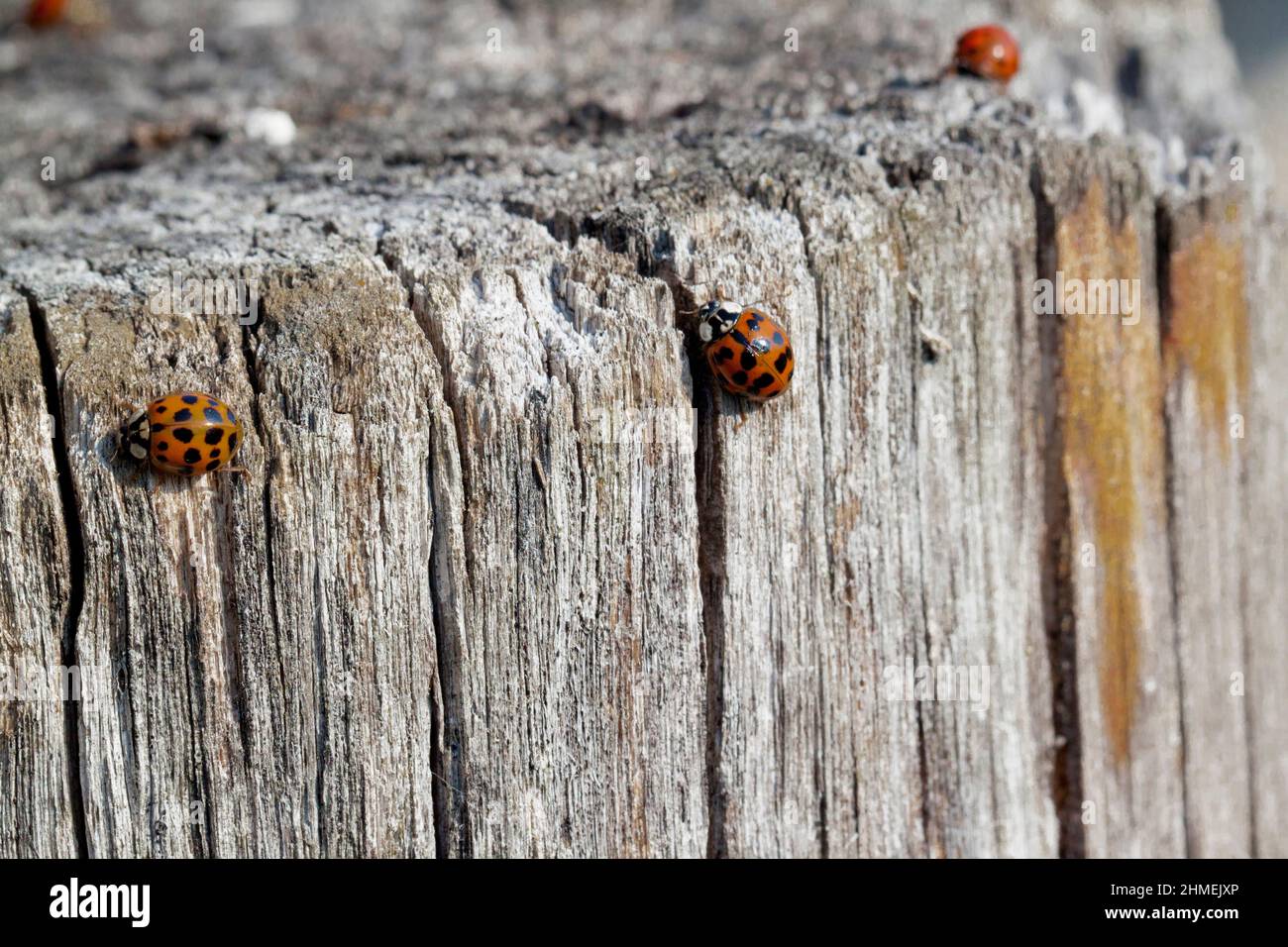 Winter ladybug located on a whole background in the closeup Stock Photo ...