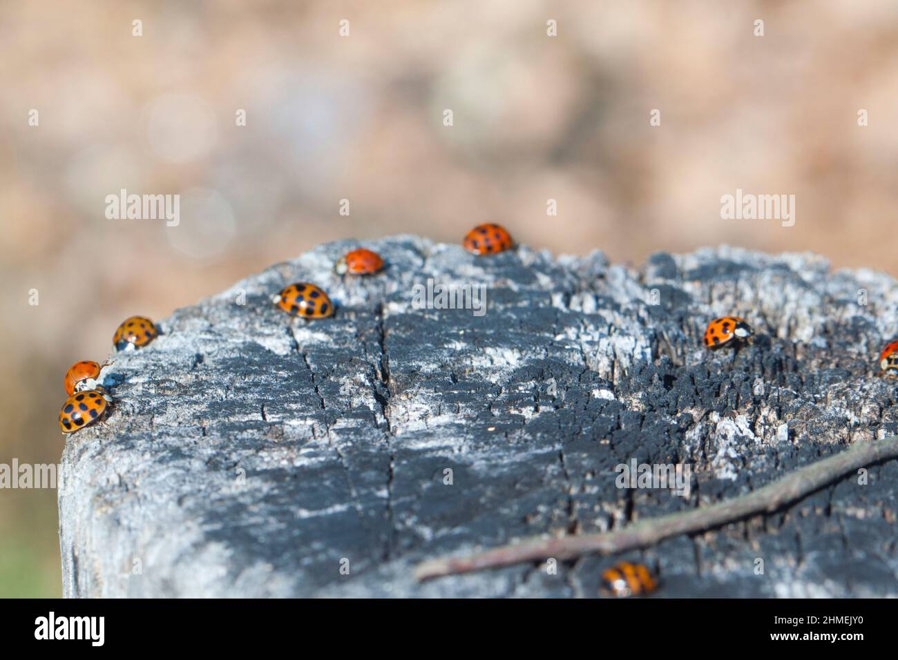 Winter ladybug locatedon a whole background in the closeup Stock Photo ...