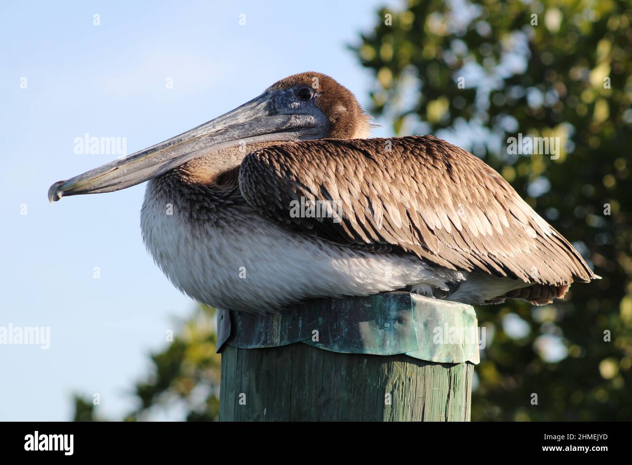 Eastern Brown Pelican enjoying the natural coastal life Stock Photo - Alamy