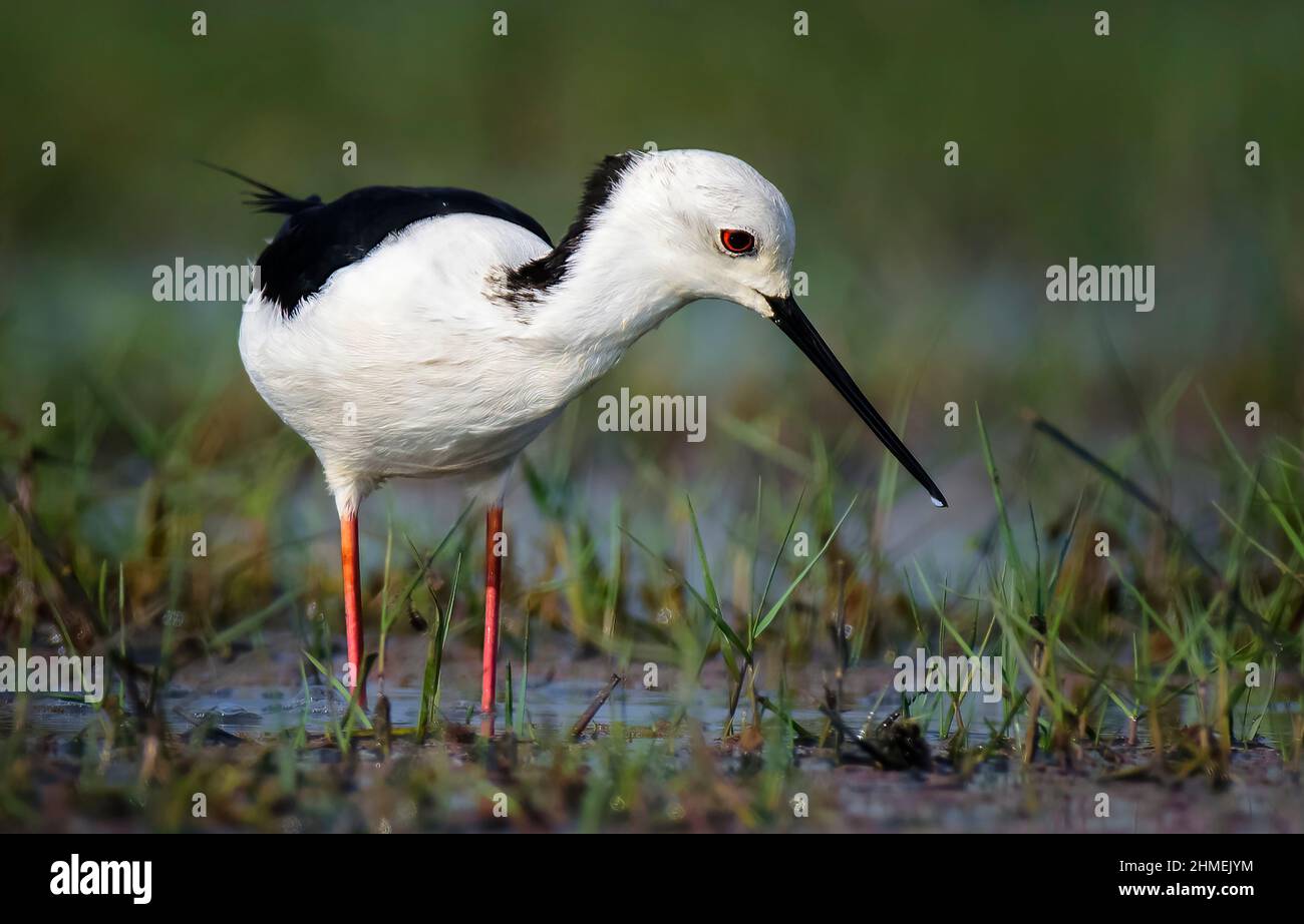 Medium-sized wader, Australian Stilt, Himantopus Leucocephalus, feeding ...