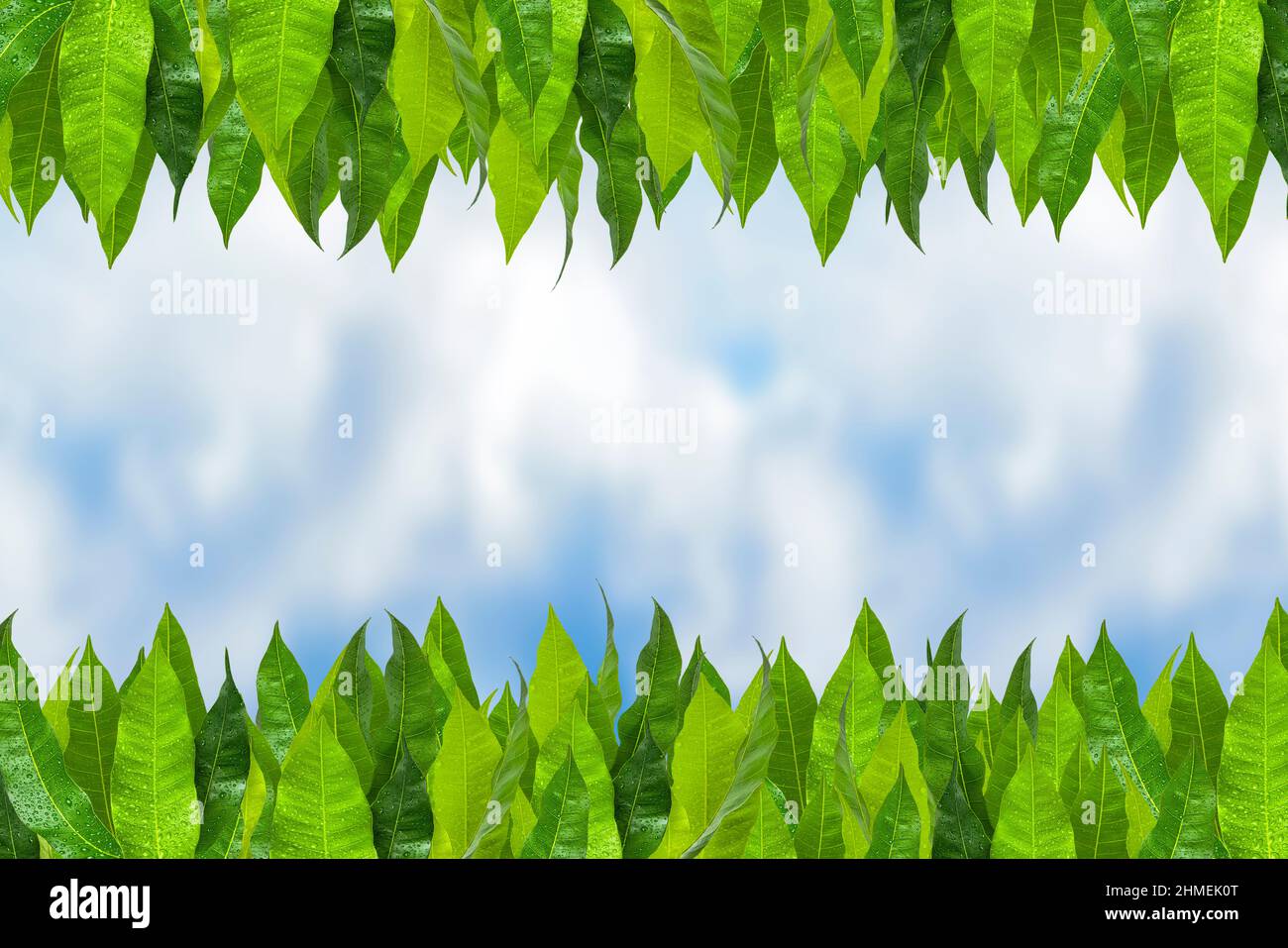 Mango Leaves Border Png