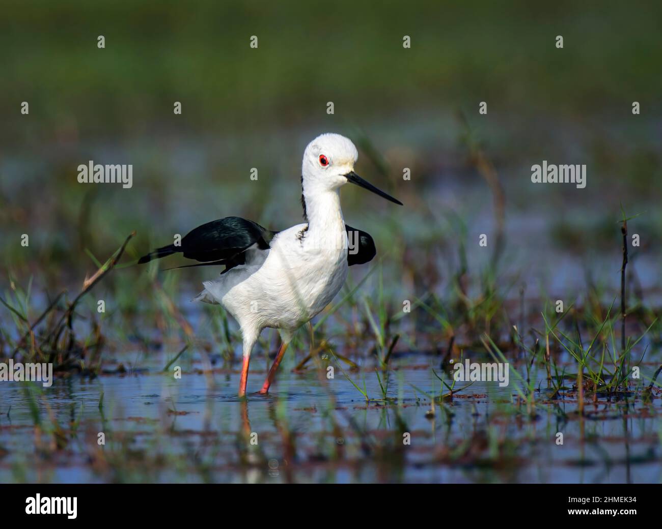 Medium-sized wader, Australian Stilt, Himantopus Leucocephalus, feeding ...