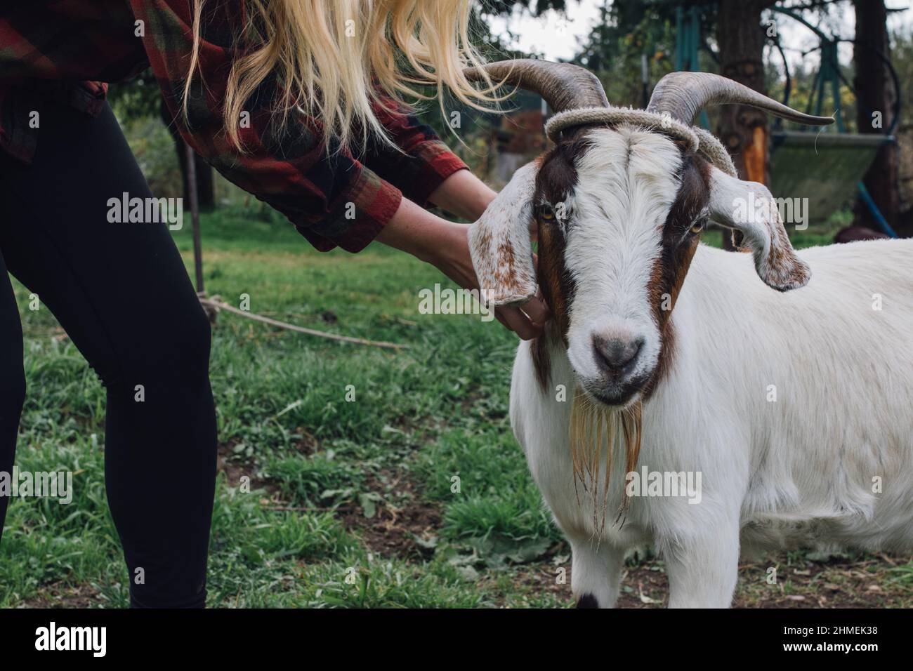 blonde girl petting white goat Stock Photo - Alamy