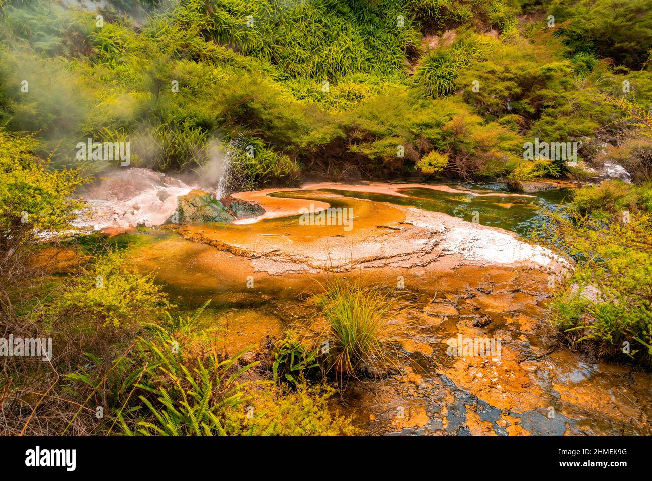 Volcanic valley in rotorua hi-res stock photography and images - Alamy