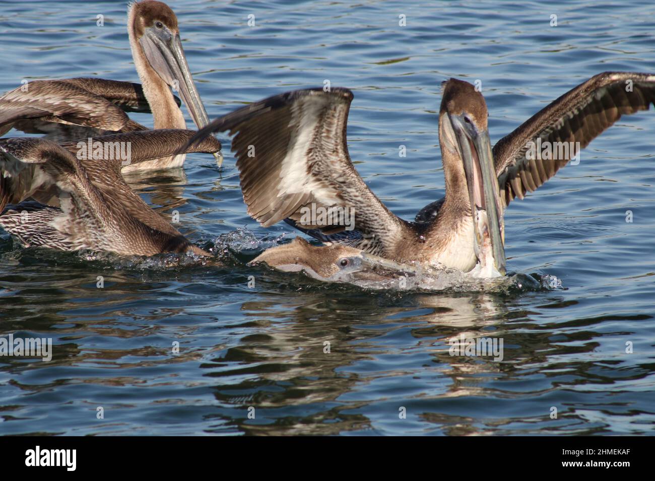 Eastern brown pelican hi-res stock photography and images - Alamy