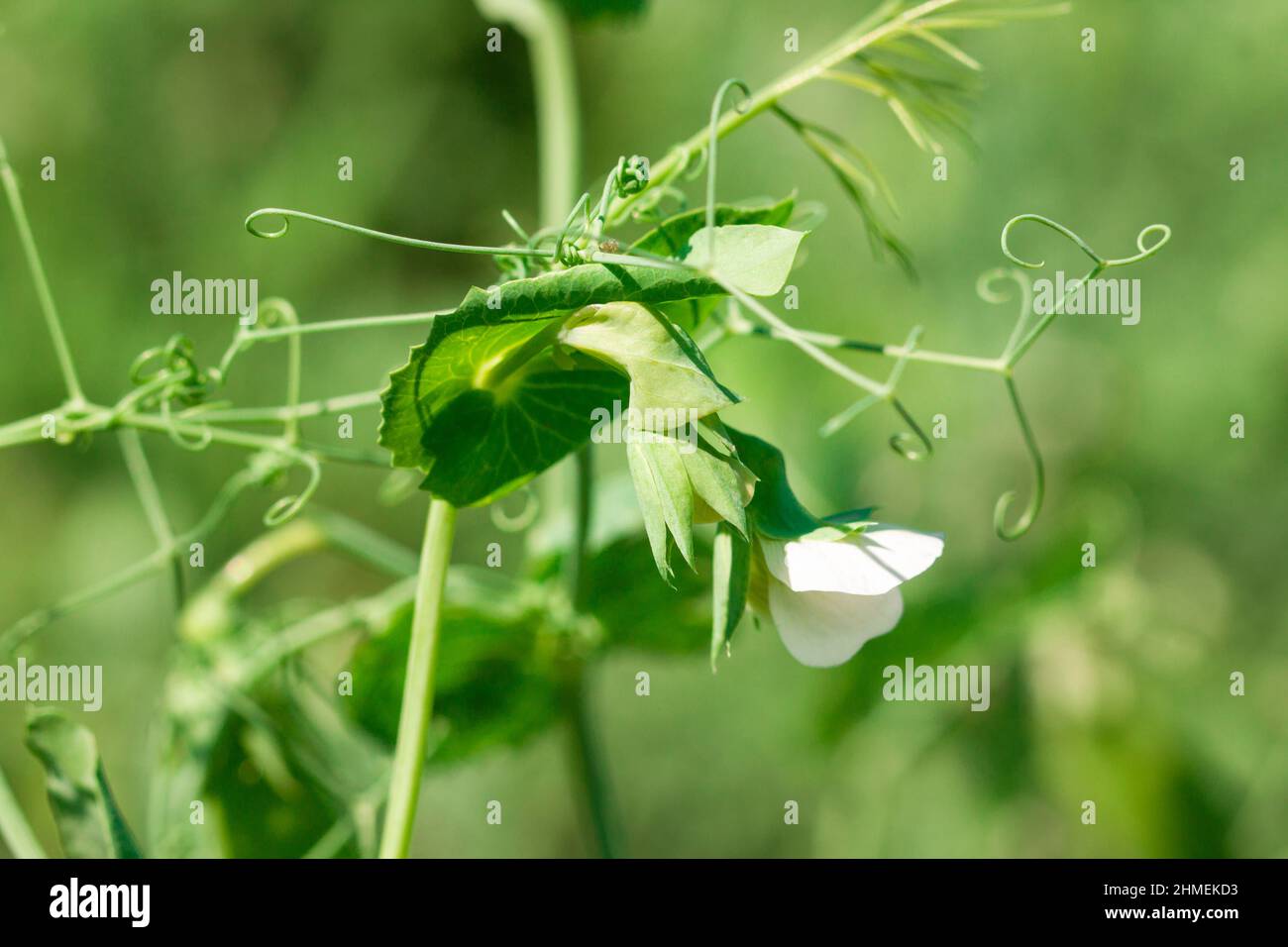 Close up of pea plant with white blooms and tendrils Stock Photo - Alamy