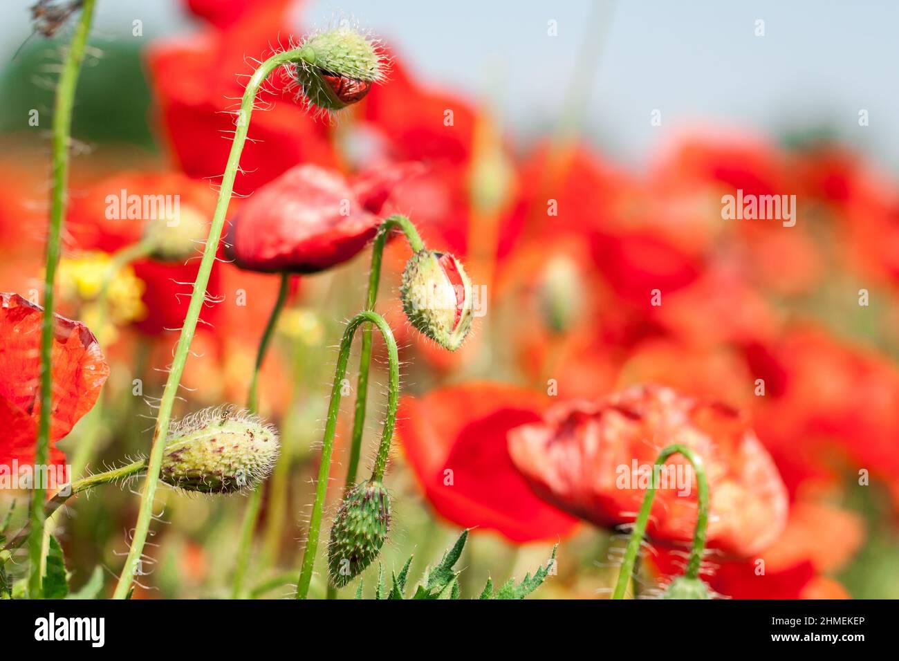 Red poppy field. Close up view. Blurres background Stock Photo - Alamy