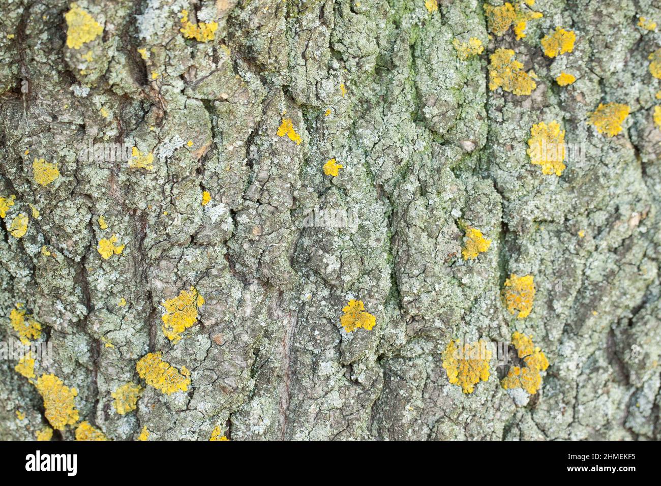 Close up of tree bark texture. Can be used as background Stock Photo ...
