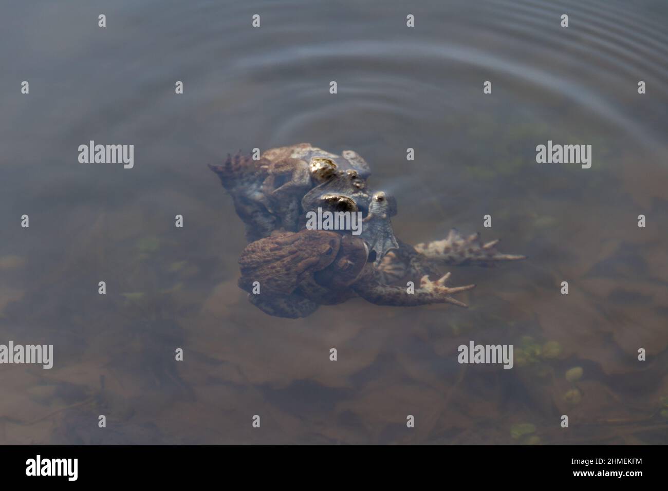 Toad swarm mating in lake water Stock Photo - Alamy